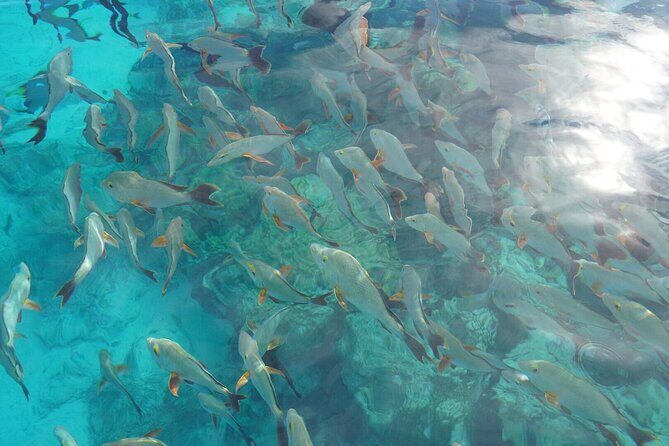 Rangiroa Snorkeling and Dolphin Cruise - Practical Considerations and Experience Tips
