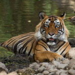 Ranthambore: Guided Safari Tour by Canter or Jeep - What Wildlife Will You See?