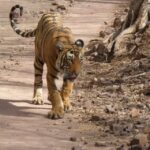Ranthambore National Park - How the Safari Works