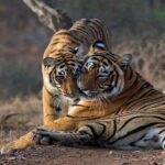Ranthambore National Park one day safari From Jaipur - A Balanced View: Pros and Cons
