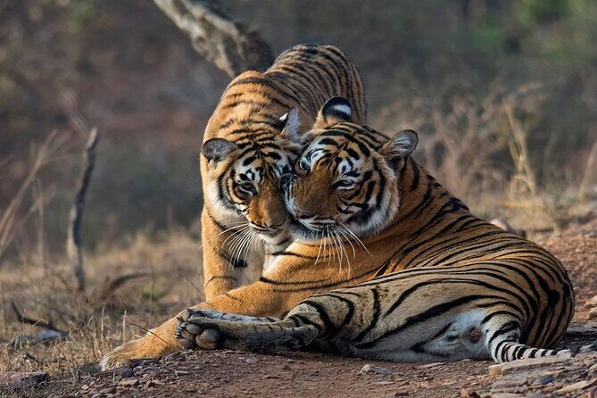 Ranthambore National Park one day safari From Jaipur - A Balanced View: Pros and Cons