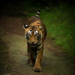 Ranthambore National Park: Safari Ticket with Pickup Option - The Journey Into the Jungle