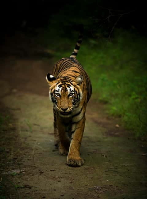 Ranthambore National Park: Safari Ticket with Pickup Option - The Journey Into the Jungle