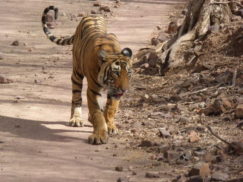 Ranthambore National Park - How the Safari Works