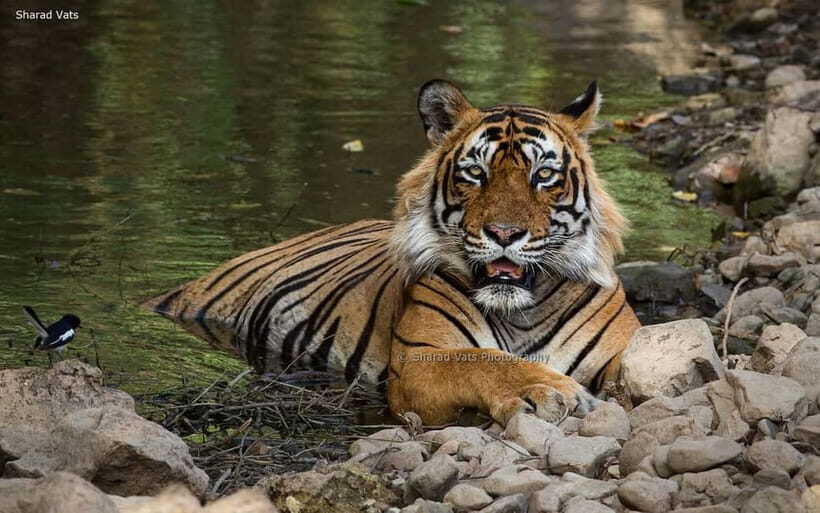 Ranthambore Safari Trip - An In-Depth Look at the Ranthambore Safari Experience
