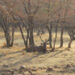 Ranthambore Same Day Experience - Who Should Consider This Tour?
