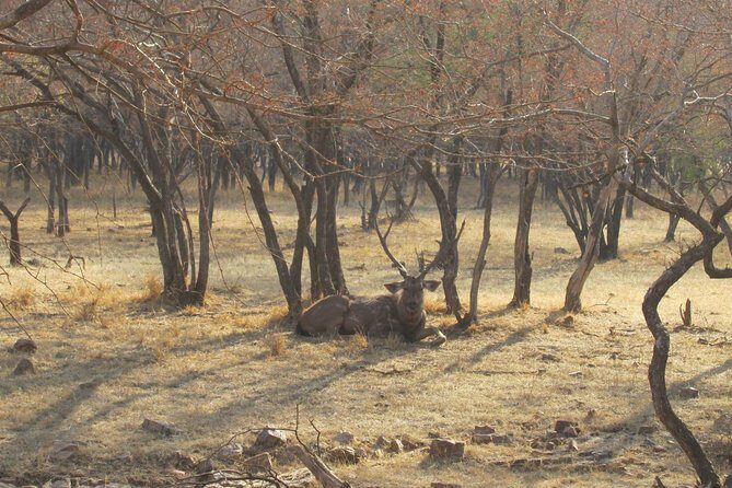 Ranthambore Same Day Experience - Who Should Consider This Tour?