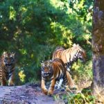 Ranthambore: Skip-the-Line Tiger Safari in Sharing Canter - What to Expect on Your Safari