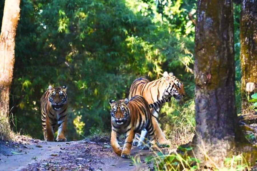 Ranthambore: Skip-the-Line Tiger Safari in Sharing Canter - What to Expect on Your Safari