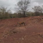 Ranthambore Tiger Safari Day Trip from Jaipur -All Inclusive - The Practicalities and Logistics