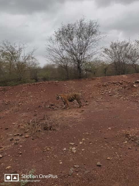 Ranthambore Tiger Safari Day Trip from Jaipur -All Inclusive - The Practicalities and Logistics