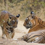 Ranthambore Tiger Safari Day Trip with Fort Tour & Lunch - FAQ