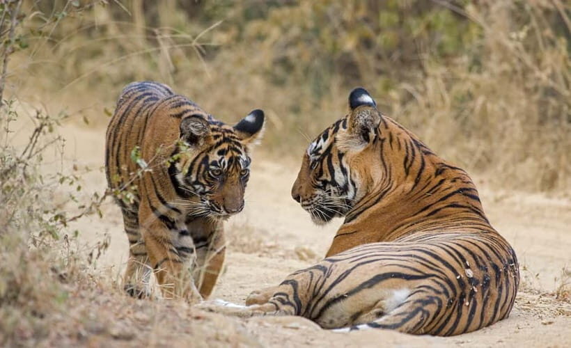 Ranthambore Tiger Safari Day Trip with Fort Tour & Lunch - FAQ