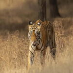 Ranthambore: Tiger Safari Tour - Key Points