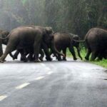 Ranthambore Tour with Kanha and Bandhavgarh - Transportation & Accommodation: What It Means for You