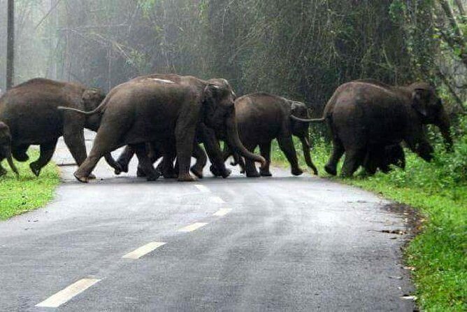 Ranthambore Tour with Kanha and Bandhavgarh - Transportation & Accommodation: What It Means for You