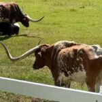 Rapid City: Black Hills Tour with Monument Tour - What It Feels Like to Take This Tour