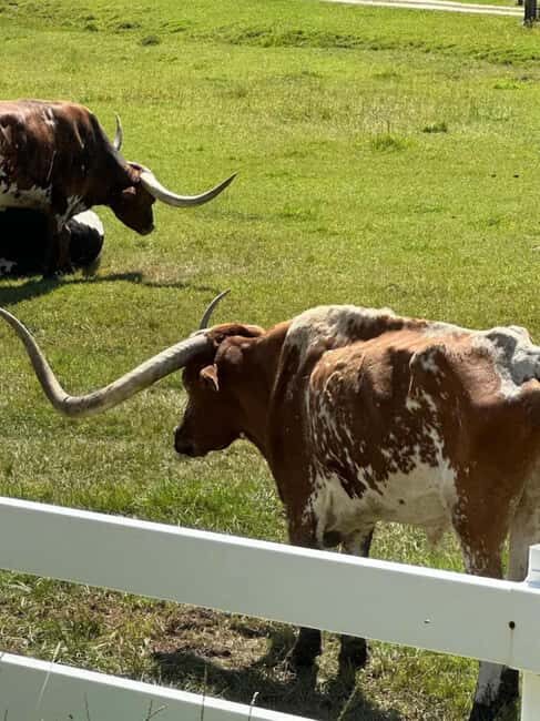 Rapid City: Black Hills Tour with Monument Tour - What It Feels Like to Take This Tour