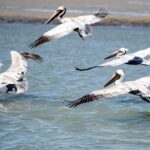 Red Boat Tours - Dolphin Odyssey and Sightseeing Tour - Authentic Feedback from Travelers