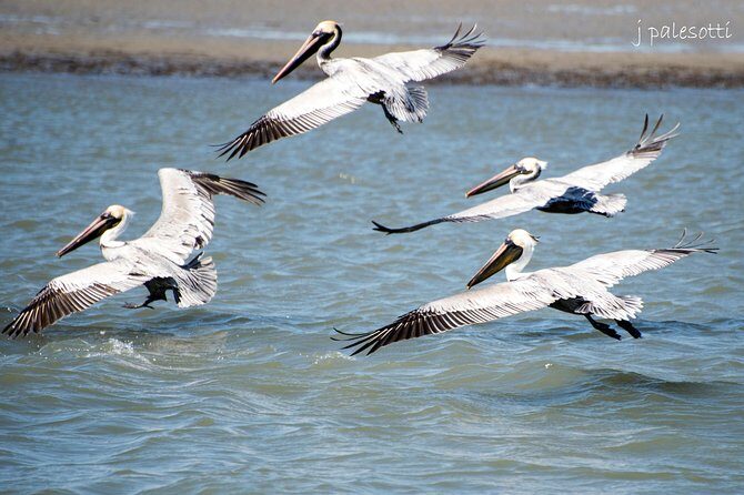 Red Boat Tours - Dolphin Odyssey and Sightseeing Tour - Authentic Feedback from Travelers