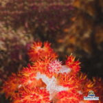 [Red River Tours] Luxury Professional Scuba Diving - Is This Tour Right for You?