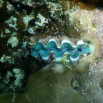 [Red River Tours] Luxury Professional Scuba Diving - Who Is This Tour Best For?