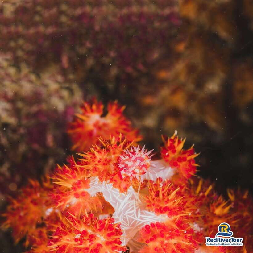 [Red River Tours] Luxury Professional Scuba Diving - Is This Tour Right for You?
