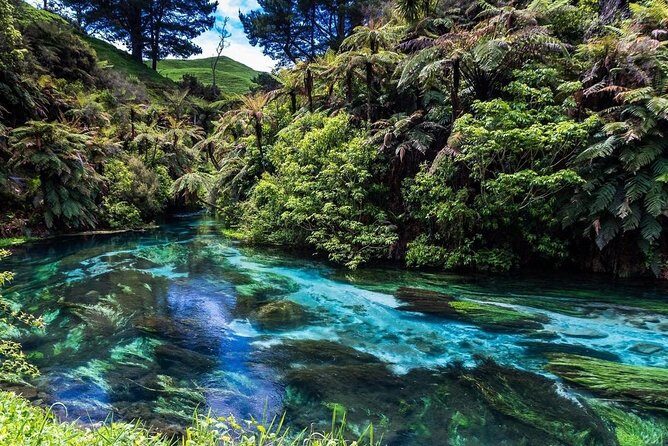 Redwood Forest , Blue Springs & Huka Falls Day Tour from Auckland - The Value Proposition