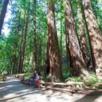 Redwood Retreat: Tour to Muir Woods from San Francisco - Transportation and Logistics