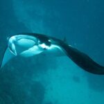 Reef Discovery Luxury Private Snorkeling Lagoon Tour - Analyzing the Value and Pricing