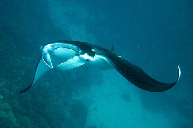 Reef Discovery Luxury Private Snorkeling Lagoon Tour - Analyzing the Value and Pricing