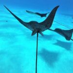 Reef Discovery Private Full Day Lagoon Tour & Water Lunch - The Highlights in Detail