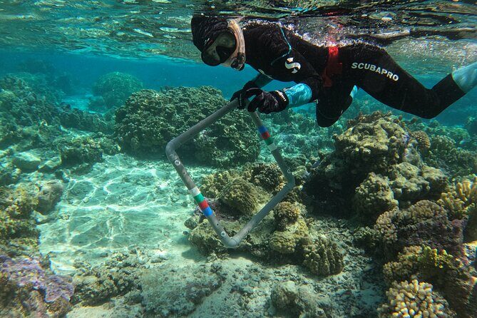 Reef Exploration with Reva Atea participatory science - FAQ: Your Practical Questions Answered