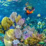Reef Snorkel In National Park In Puerto Morelos With Lunch And Transportation - Final Thoughts: Does It Offer Good Value?