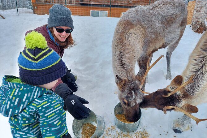 Reindeer Meet and Feed - Talkeetna - An In-Depth Look at the Experience