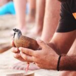 Release of Sea Turtles at Sunset - Details of the Tour: What to Expect