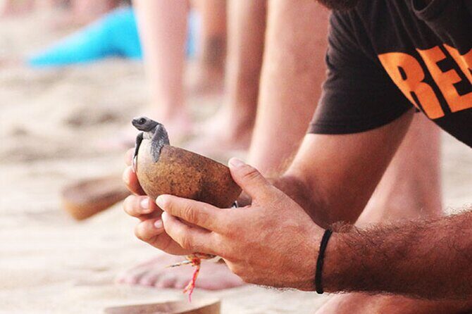 Release of Sea Turtles at Sunset - Details of the Tour: What to Expect