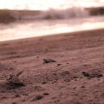 Release of Sea Turtles in Camp Tortuguero - Analyzing Value and Practical Considerations