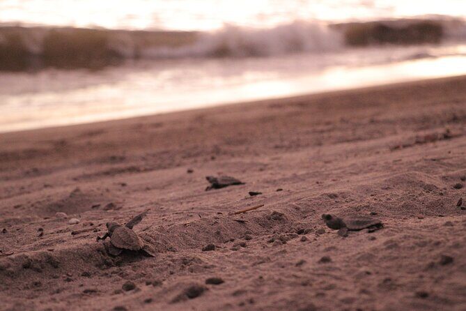 Release of Sea Turtles in Camp Tortuguero - Analyzing Value and Practical Considerations
