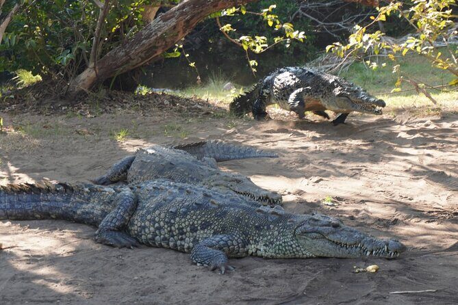 Reptile Eco Tour in Oaxacas Coastal Communities - Itinerary Breakdown: From Laguna Ventanilla to Turtle Sanctuary