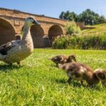 Richmond Village Tour Hobart - Why the Guides Make a Difference