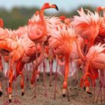 Rio Lagartos and Las Coloradas: EcoSafari Flamingo Luxury - Itinerary Breakdown
