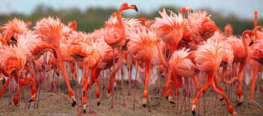 Rio Lagartos and Las Coloradas: EcoSafari Flamingo Luxury - Itinerary Breakdown