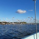 Rio Lagartos and San Felipe: Cerritos Island, adventure tour and Mayan culture. - The Richness of Cerritos Island: Nature and Archaeology