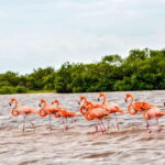 Rio Lagartos: Boat Tour through the Nature Reserve - FAQs
