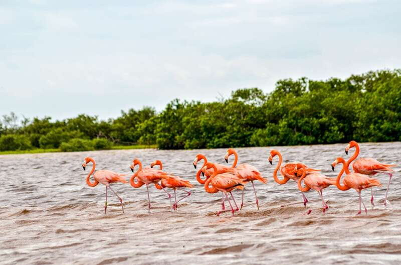 Rio Lagartos: Boat Tour through the Nature Reserve - FAQs