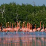 Rio Lagartos - Ek Balam from Valladolid - What Makes This Tour Stand Out?