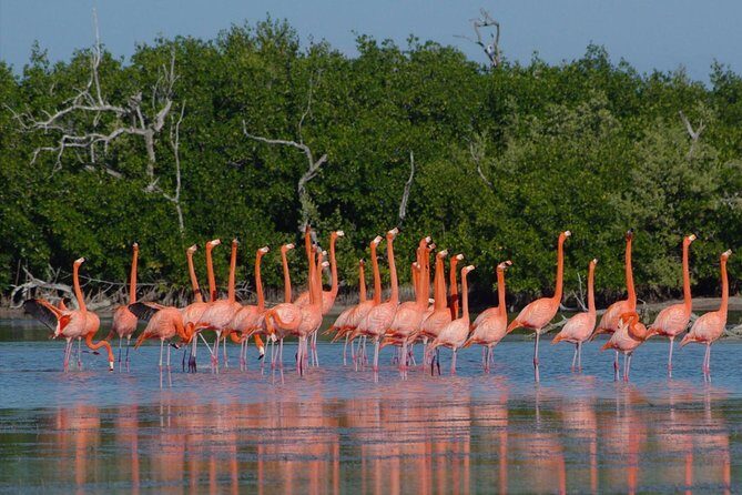 Rio Lagartos - Ek Balam from Valladolid - What Makes This Tour Stand Out?