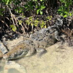 Rio Lagartos Expedition: boat journey through the mangrove - Why We Love This Tour: Top Highlights
