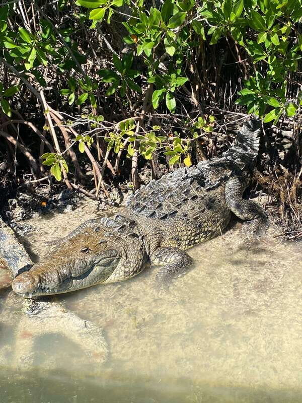 Rio Lagartos Expedition: boat journey through the mangrove - Why We Love This Tour: Top Highlights
